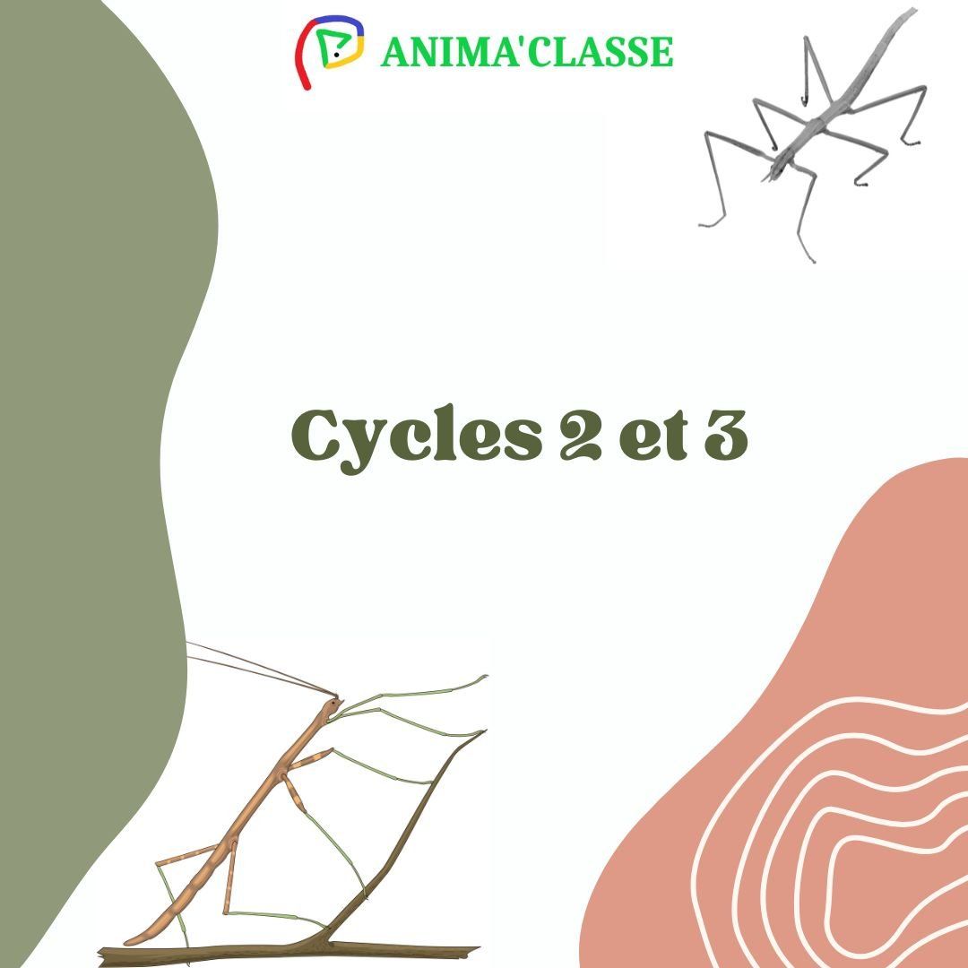 Kit phasmes pour primaire - Anima'Classe