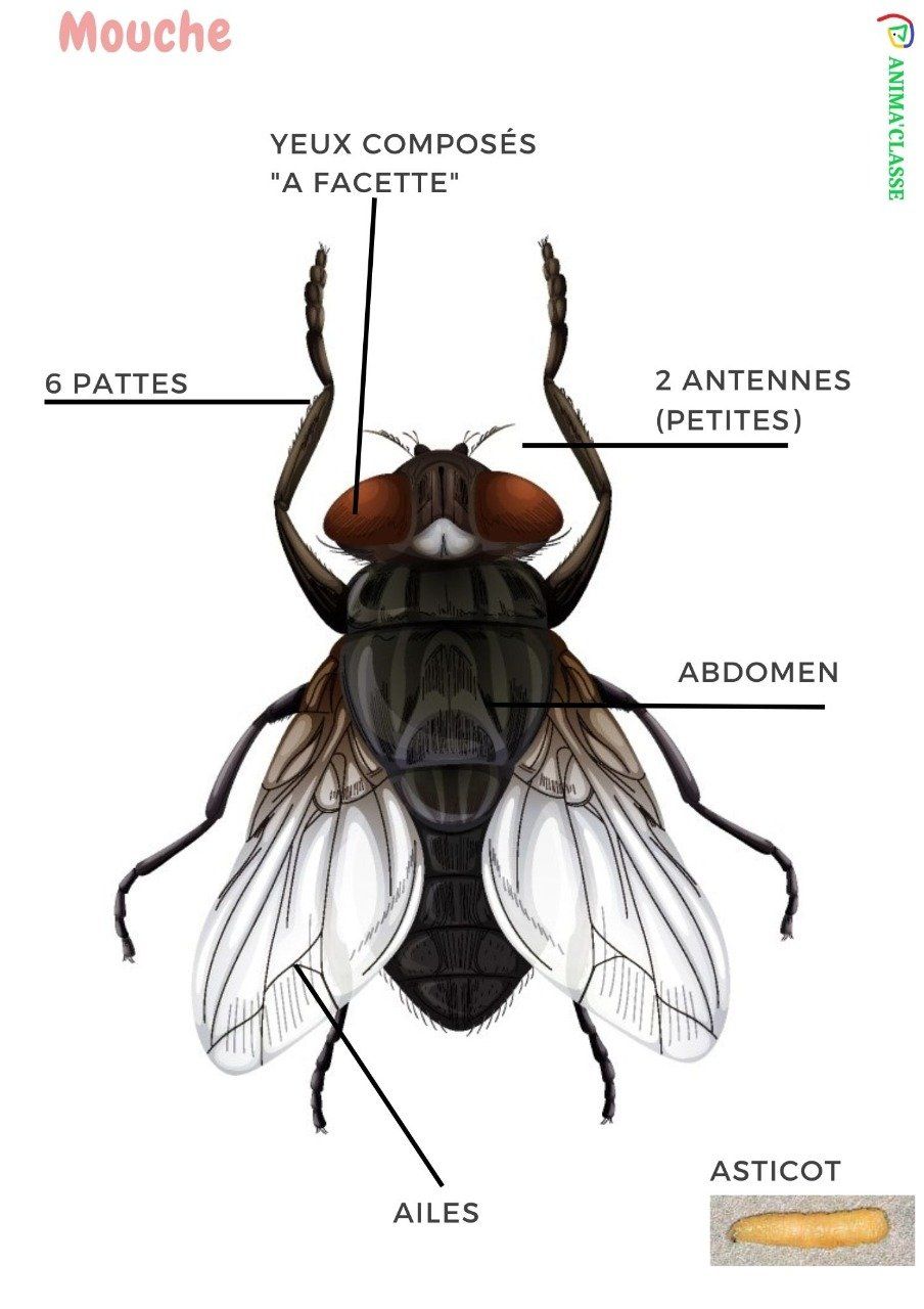 Fiches insectes gratuites! - Animaclasse